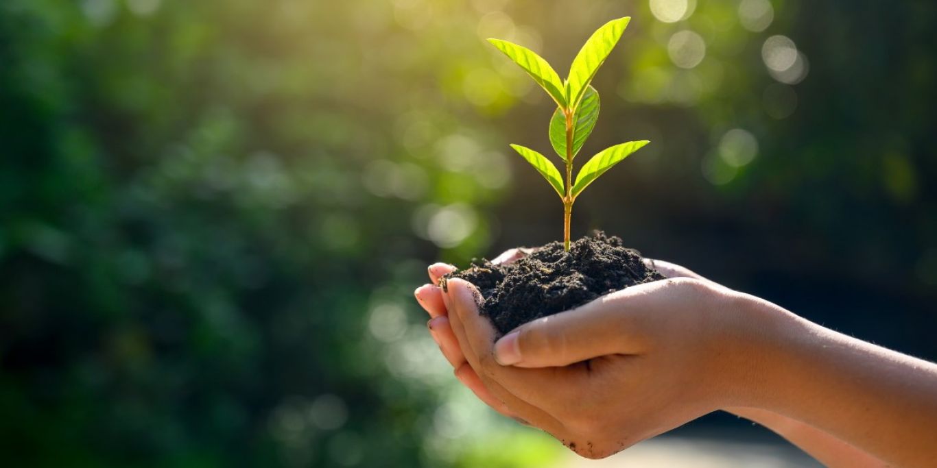 Tree Planting Schemes – Tree Consultants